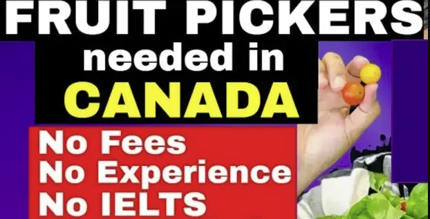 Fruit Pickers Are Urgently Needed In Canada – APPLY NOW! - Kanyi Daily Jobs